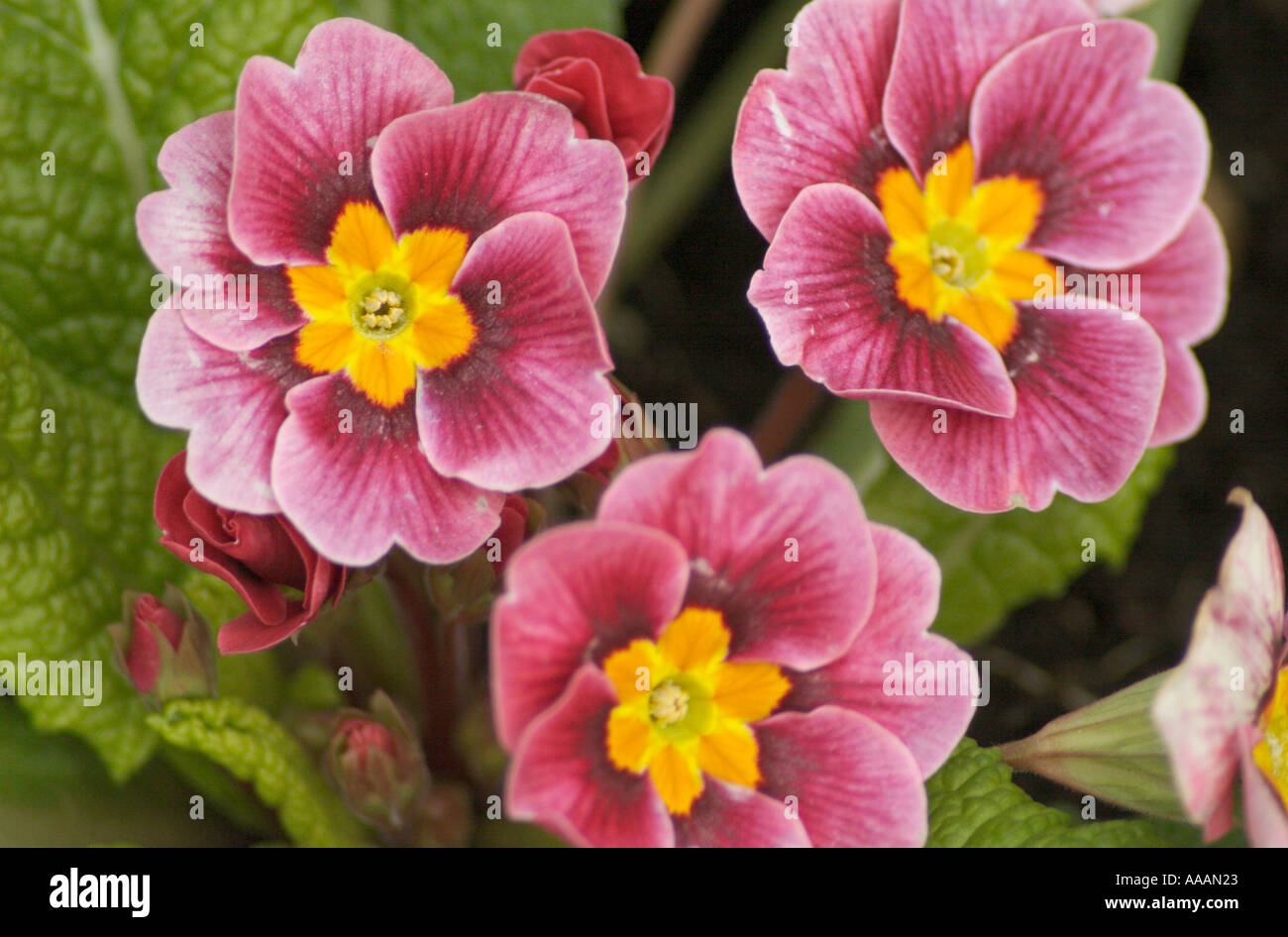 PRIMULA VICTORIANA GOLD LACE GROUP Stock Photo - Alamy