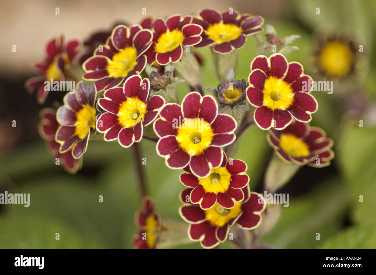 Gold lace primula hi-res stock photography and images - Alamy