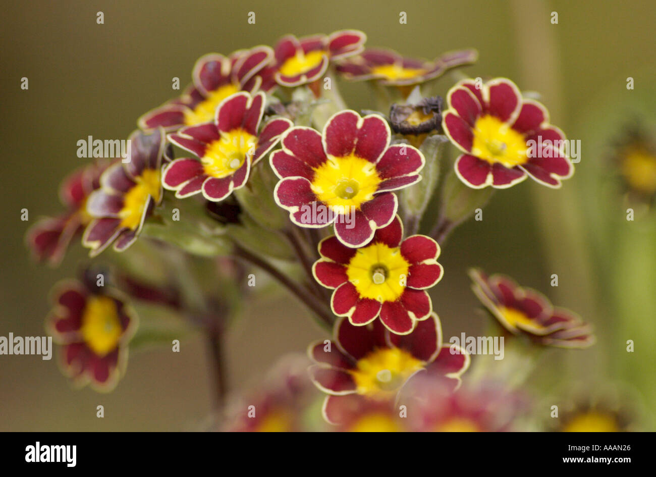 Gold lace primula hi-res stock photography and images - Alamy