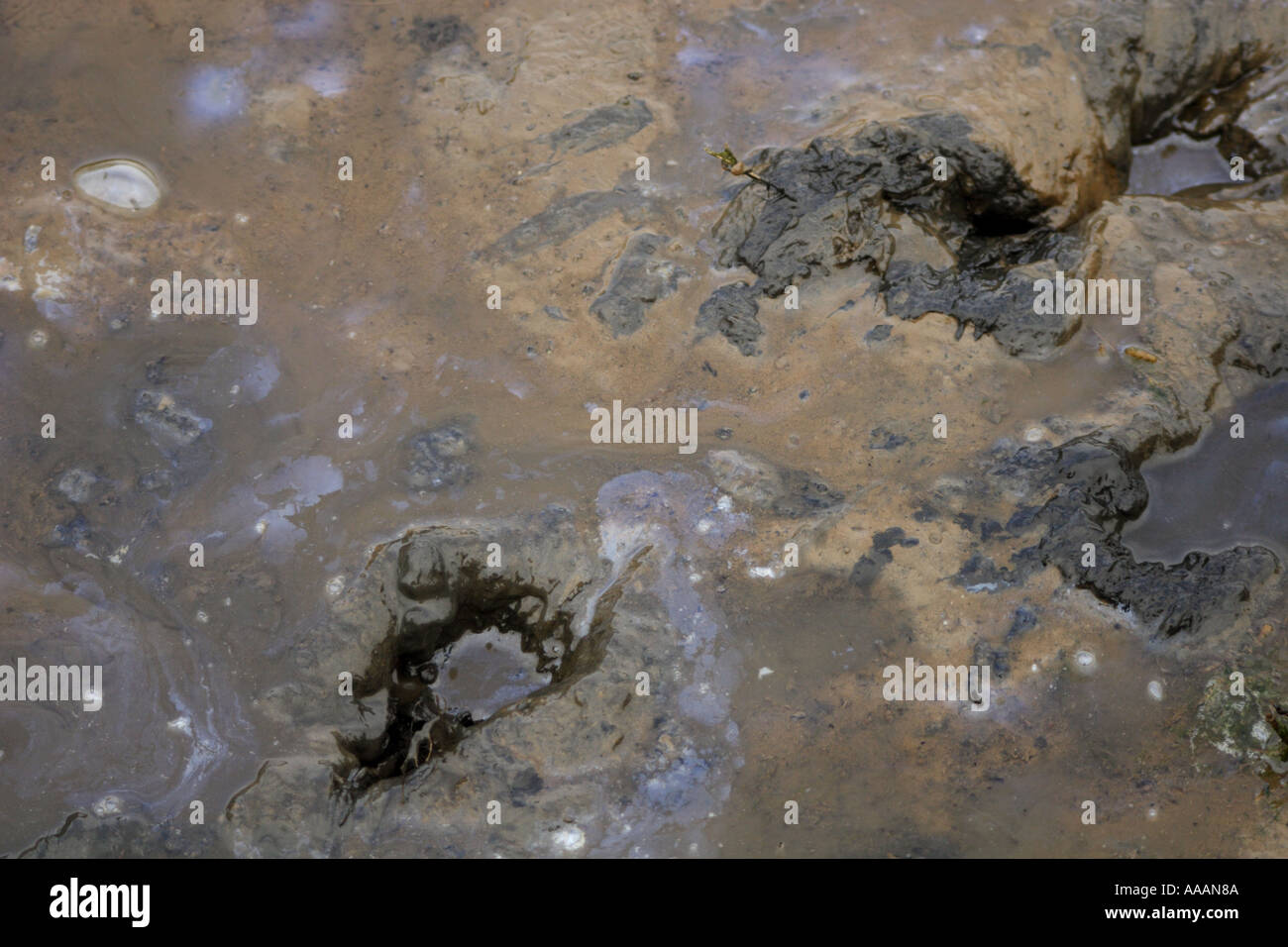 Paw prints in mud Stock Photo - Alamy