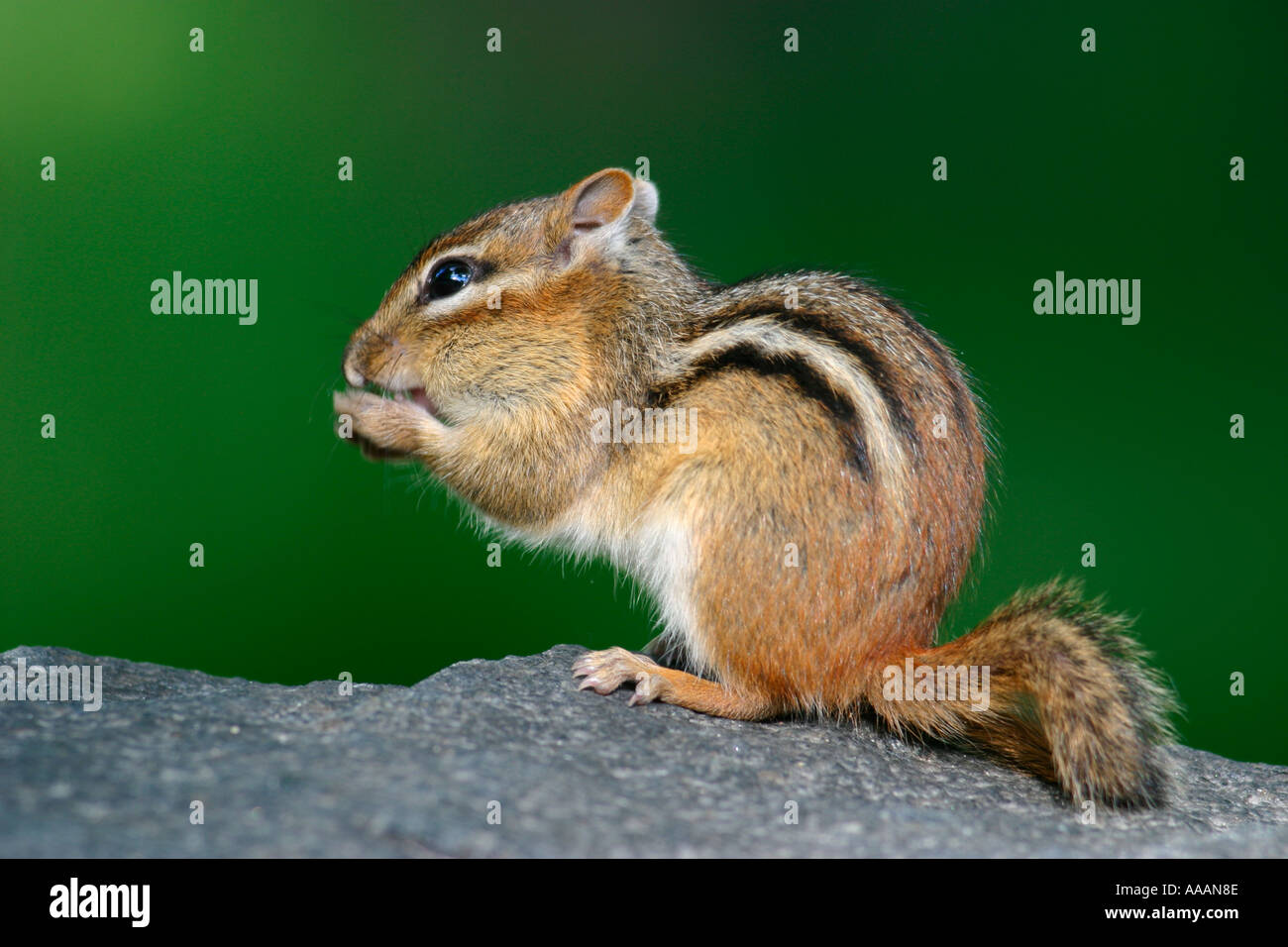 Eastern Chipmunk, Tamias striatus Stock Photo - Alamy