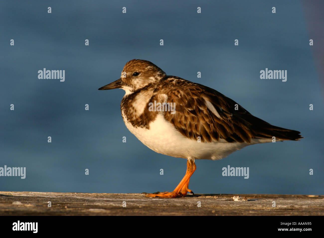 Juvenile Ruddy Turnstone High Resolution Stock Photography and Images ...