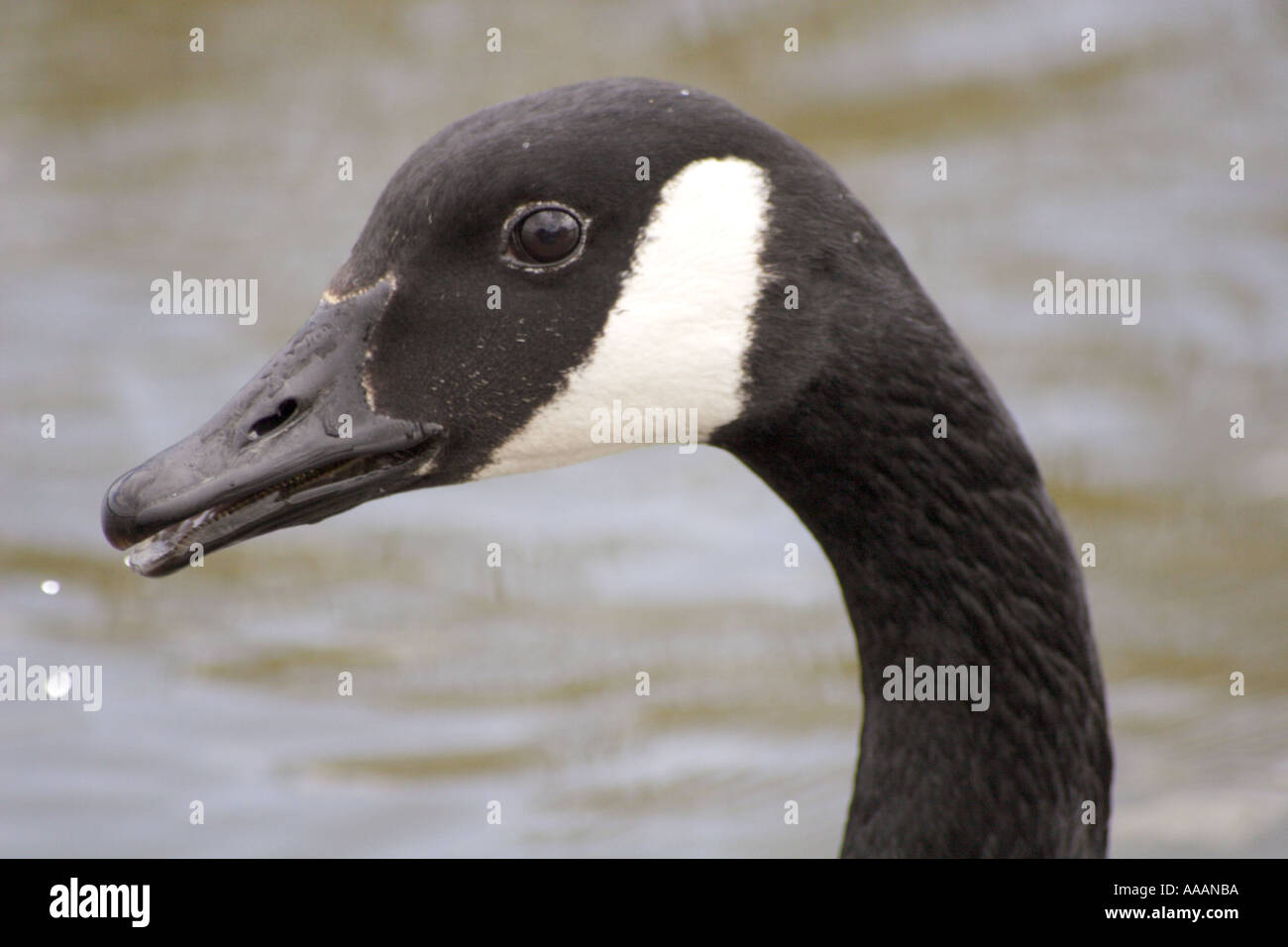 Canada goose markings hi-res stock photography and images - Alamy