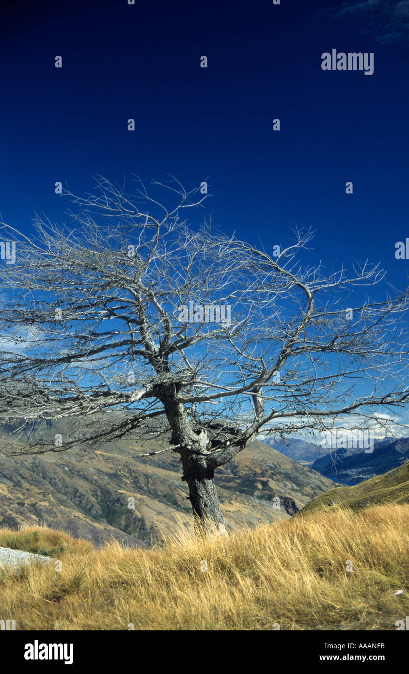 Dead Tree on Cardrona Pass Stock Photo - Alamy
