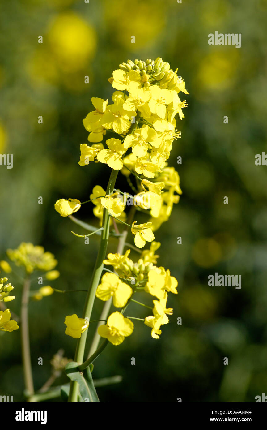 Oil Seed Rape in Flower vegetable oil being grown for bio diesel Stock ...