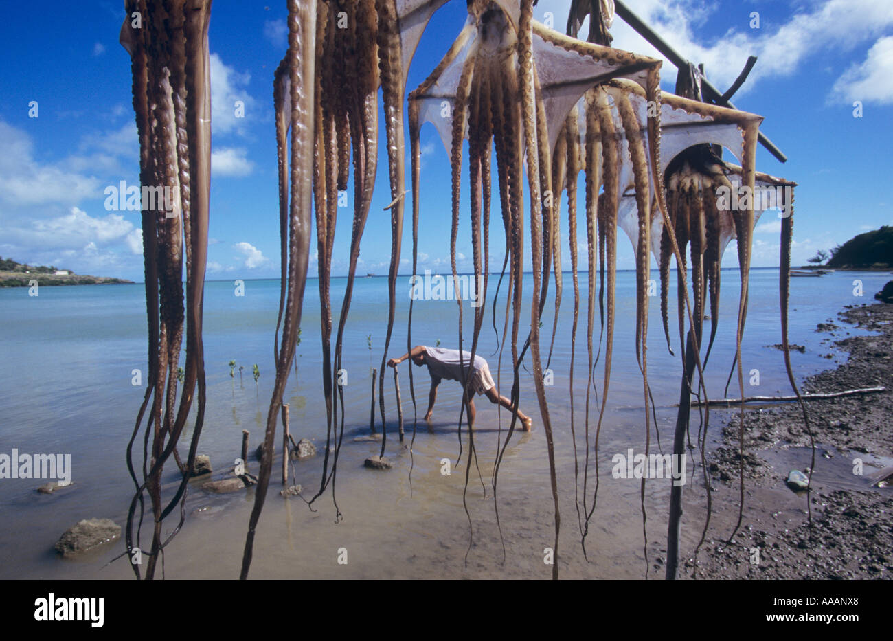 Octopus fisherman checking and drying out his catch on the Indian ...