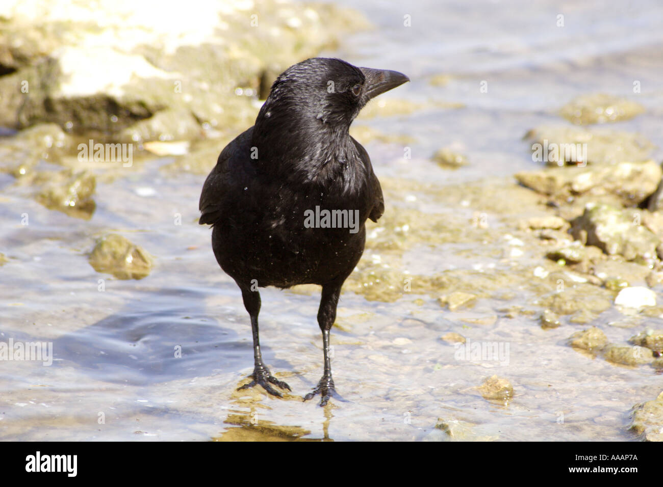 Carrion crow Corvus corone corone UK Stock Photo - Alamy