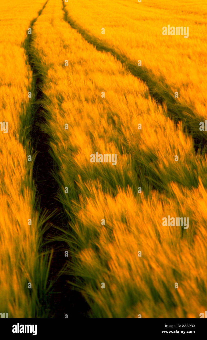 Tractor lines in wheat field hi-res stock photography and images - Alamy