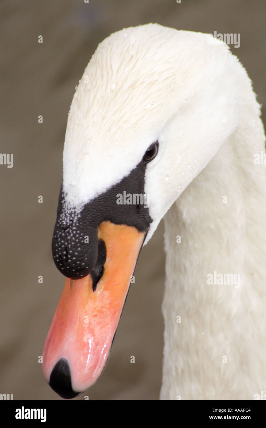 Swan beak markings hi-res stock photography and images - Alamy