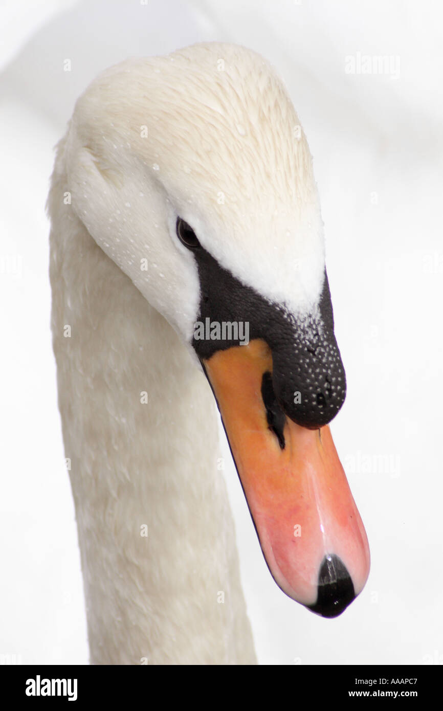 Swan markings hi-res stock photography and images - Alamy