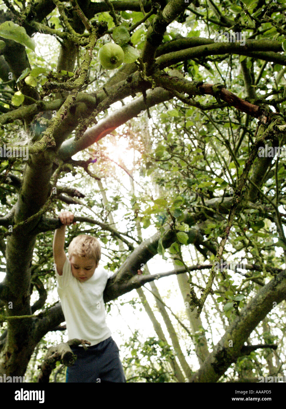 Boy climbing tree Stock Photo - Alamy