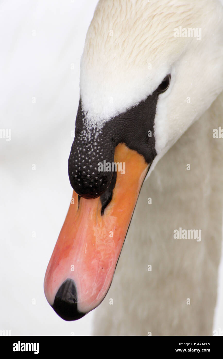 Swan beak markings hi-res stock photography and images - Alamy