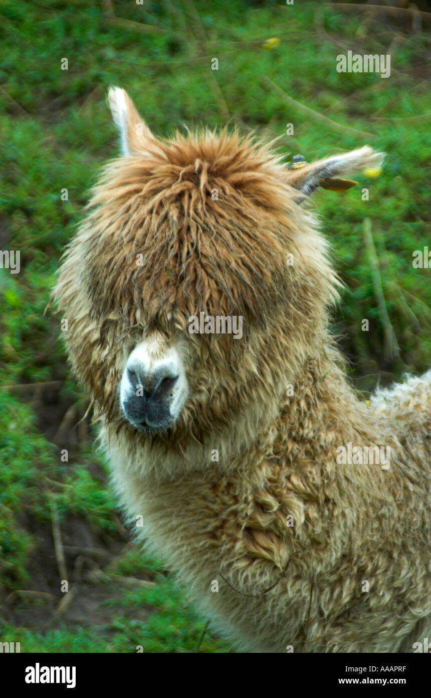 Lama in the peak district hi-res stock photography and images - Alamy