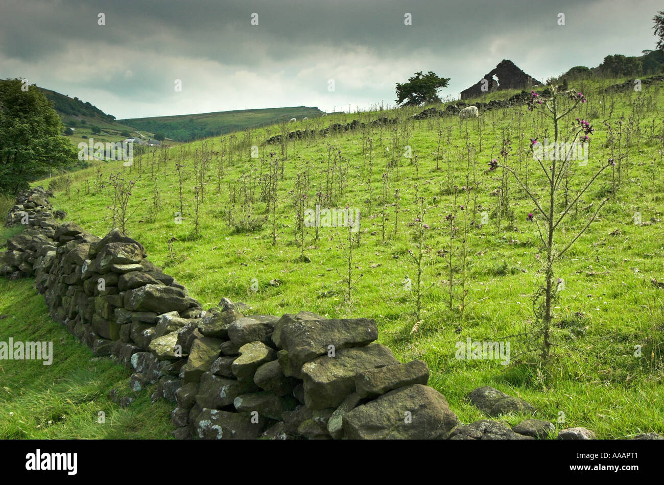 Thistles in field with deserted farmhouse in the Peak District Stock ...