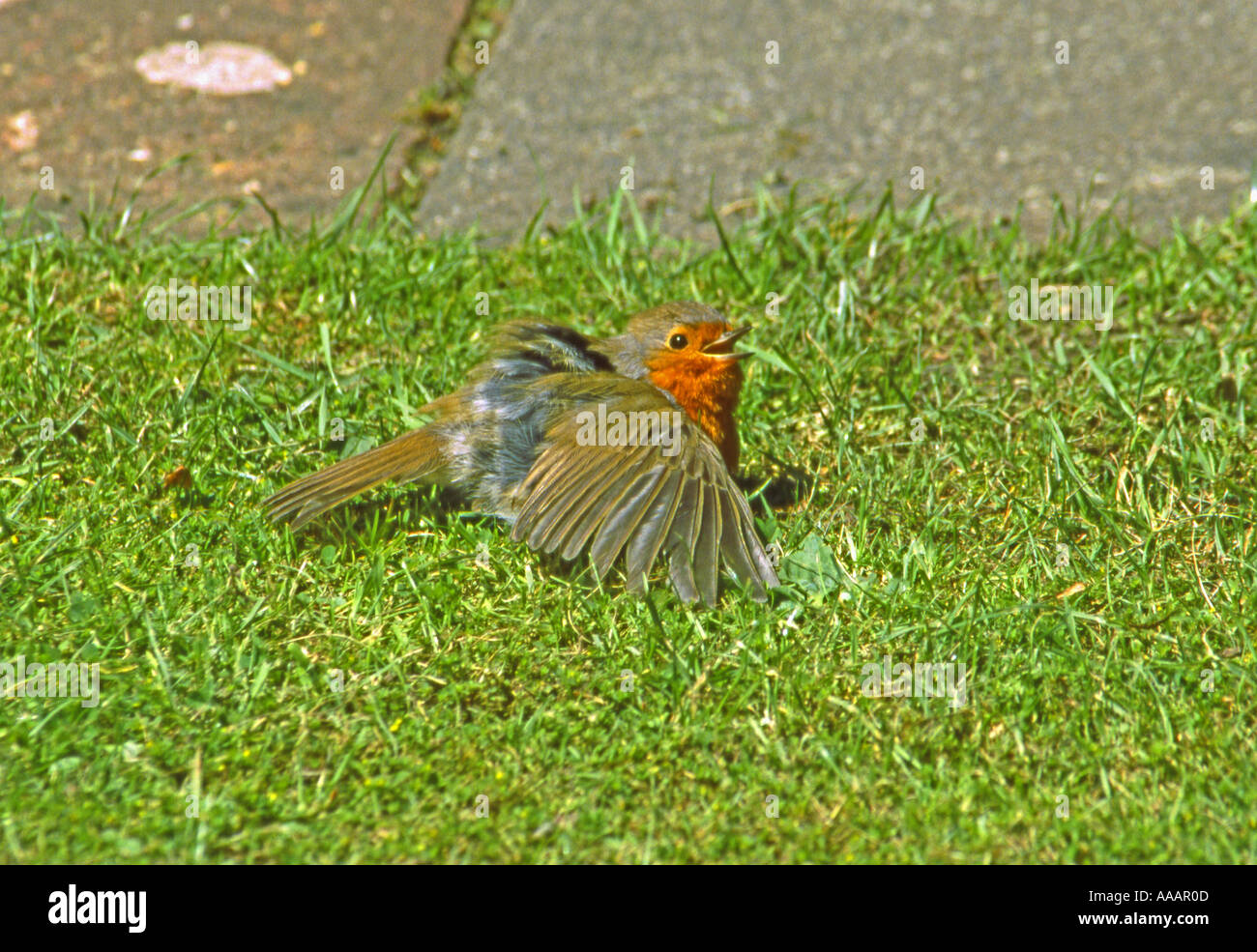 Robin. Adult sunbathing on lawn Surrey England Summer Stock Photo - Alamy