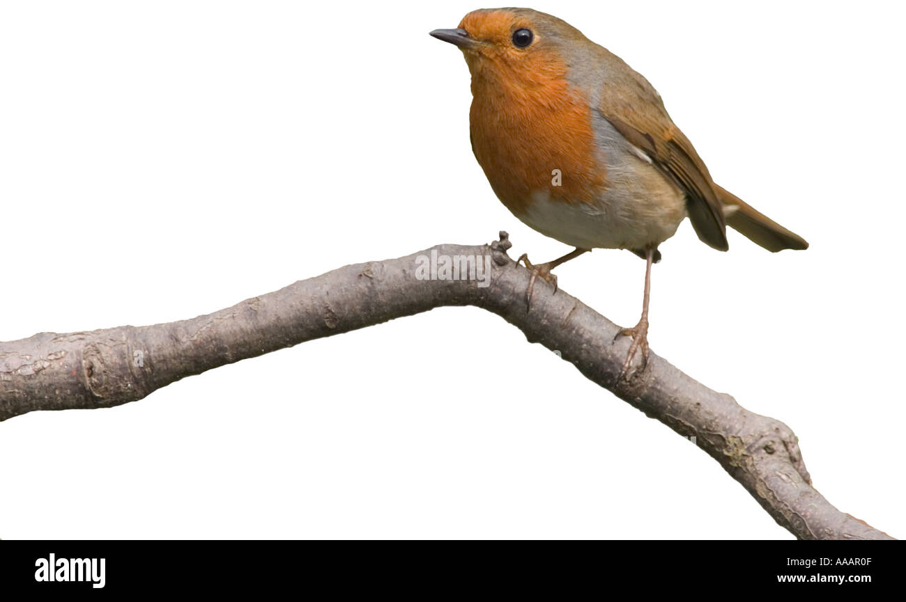 Robin cut outs hi-res stock photography and images - Alamy