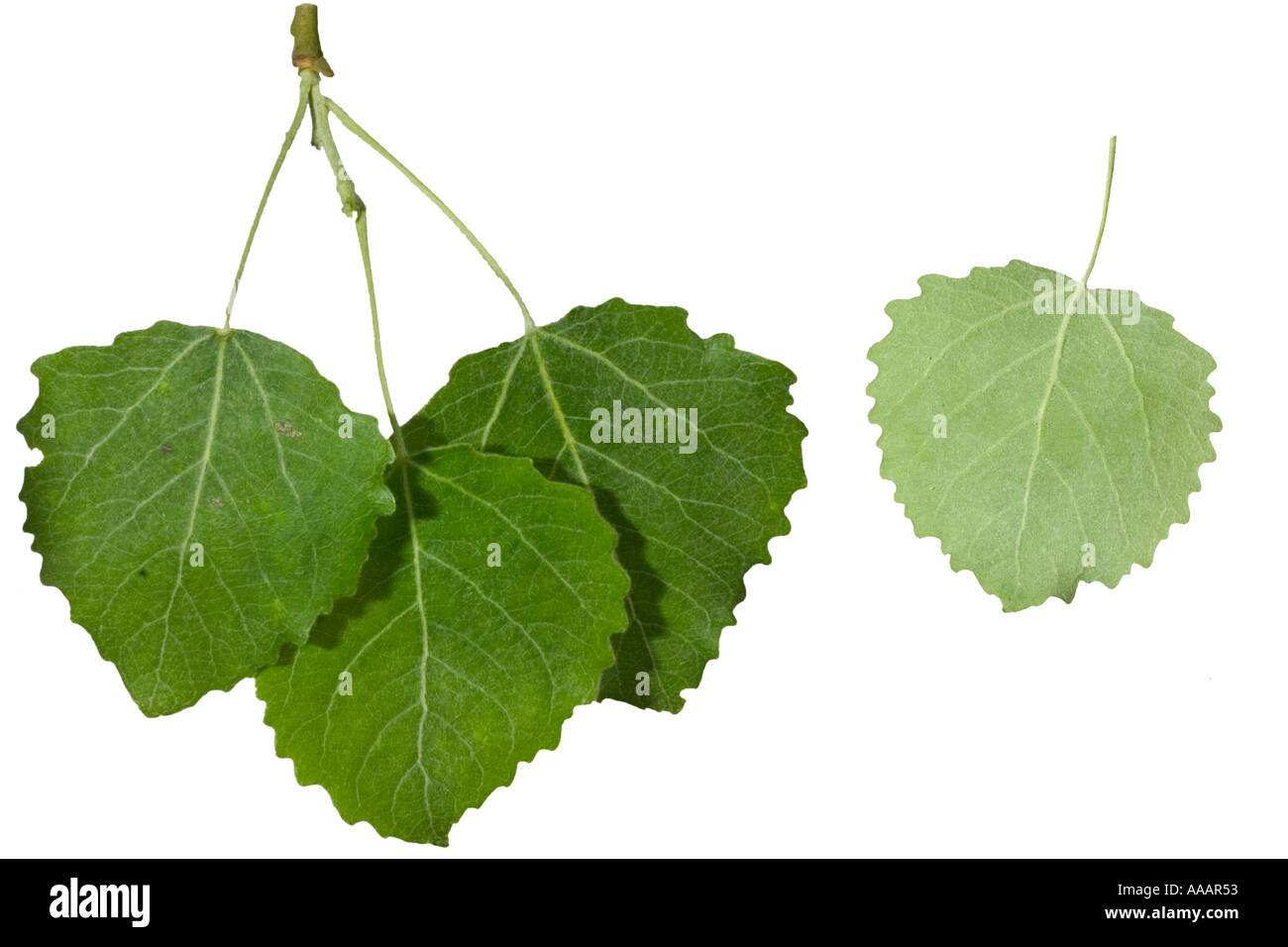 Aspen. Round shaped leaves of Aspen Populus tremula Top paler underside ...