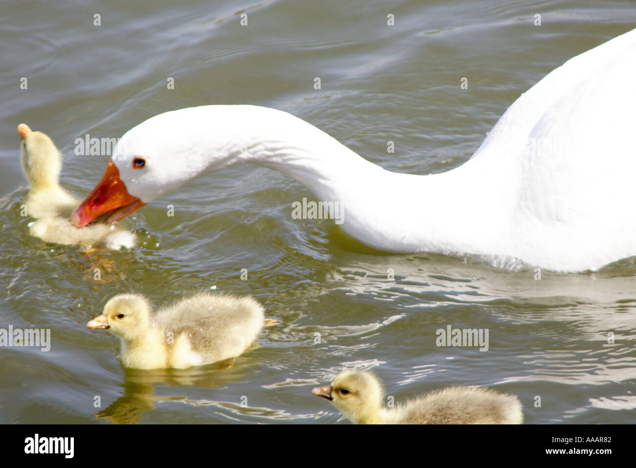 White greylag goose Anser anser with goslings UK Stock Photo - Alamy