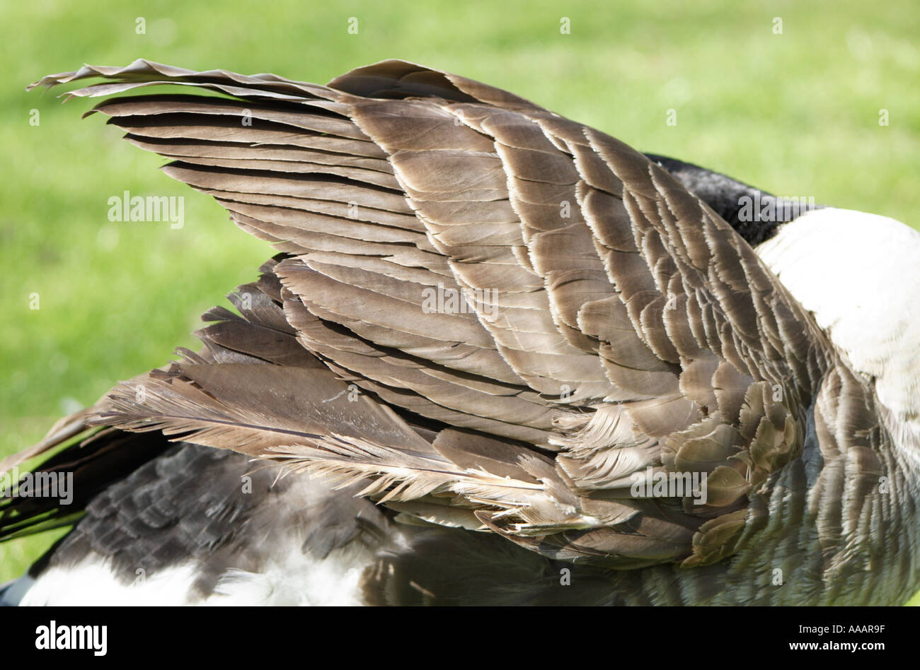 Canada goose markings hi-res stock photography and images - Alamy