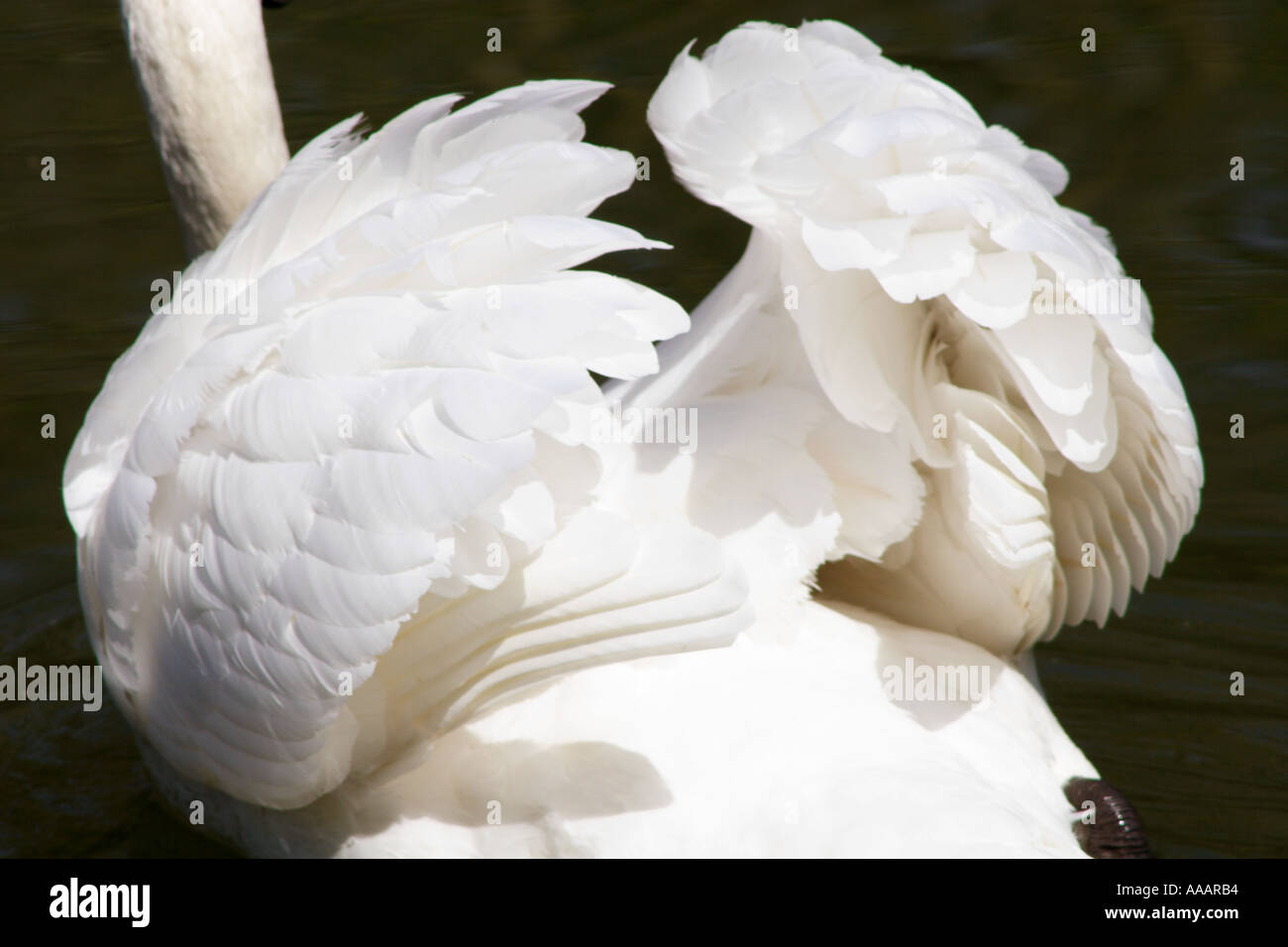 Mute swan, Cygnus olor, demonstrating aggressive secondary wing posture ...