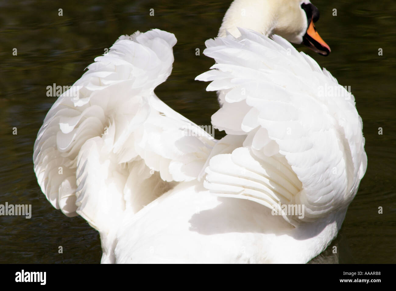 Defensive posture stance pose hi-res stock photography and images - Alamy