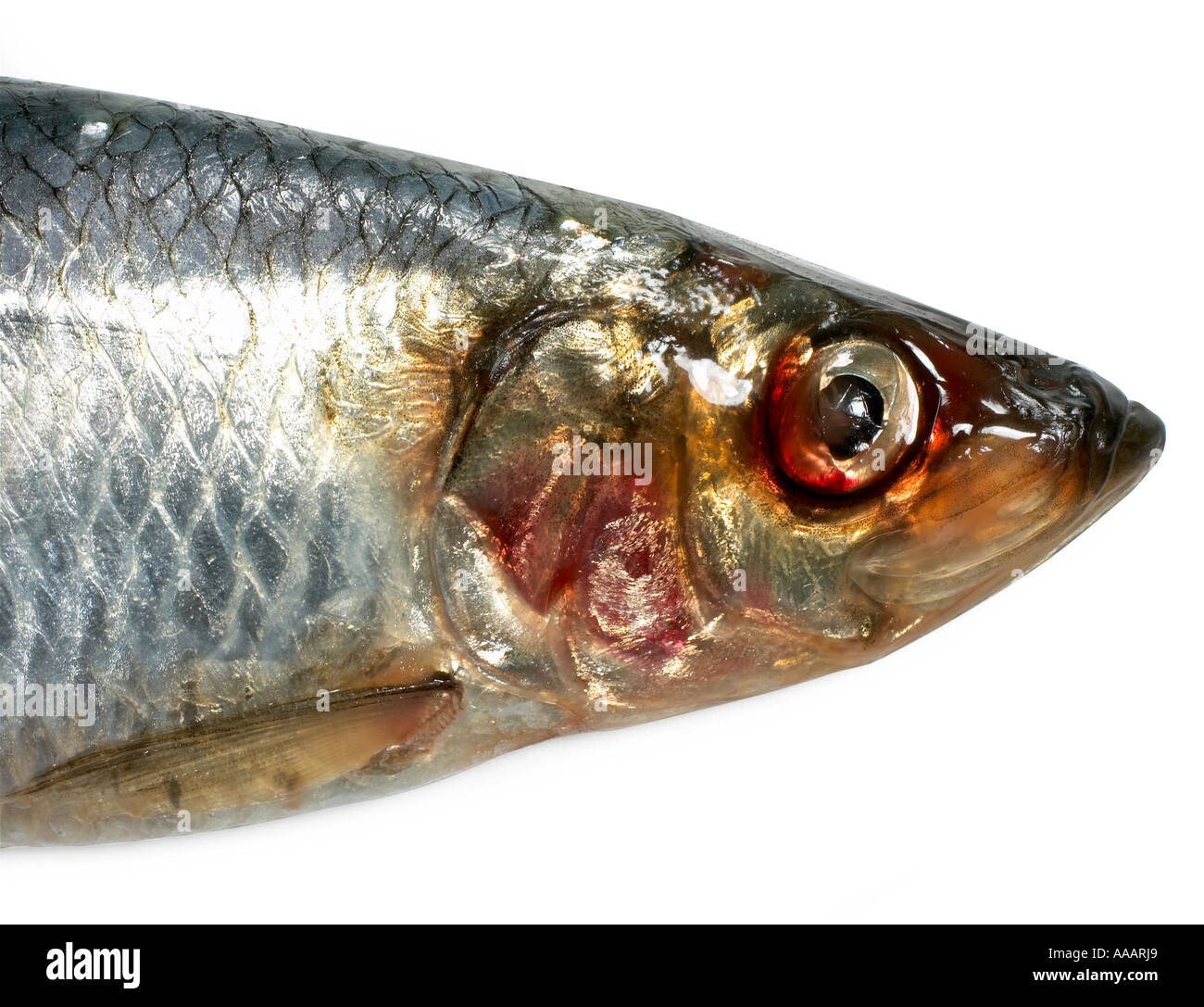 Fish cut out white Cut Out Stock Images & Pictures - Alamy