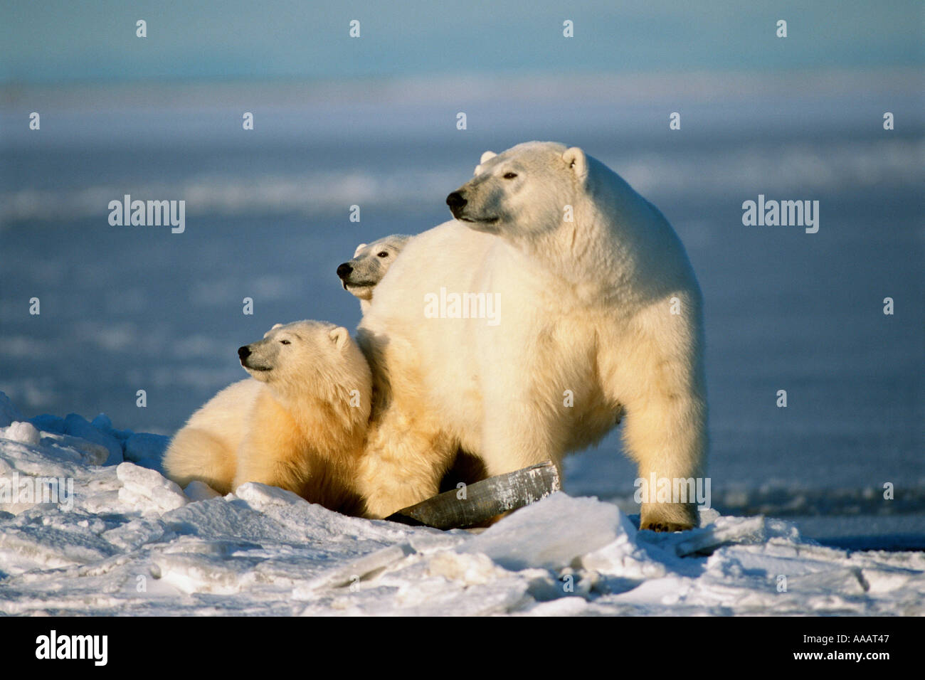 polar bear Urusus maritimus family watching approching bears 1002 area ...