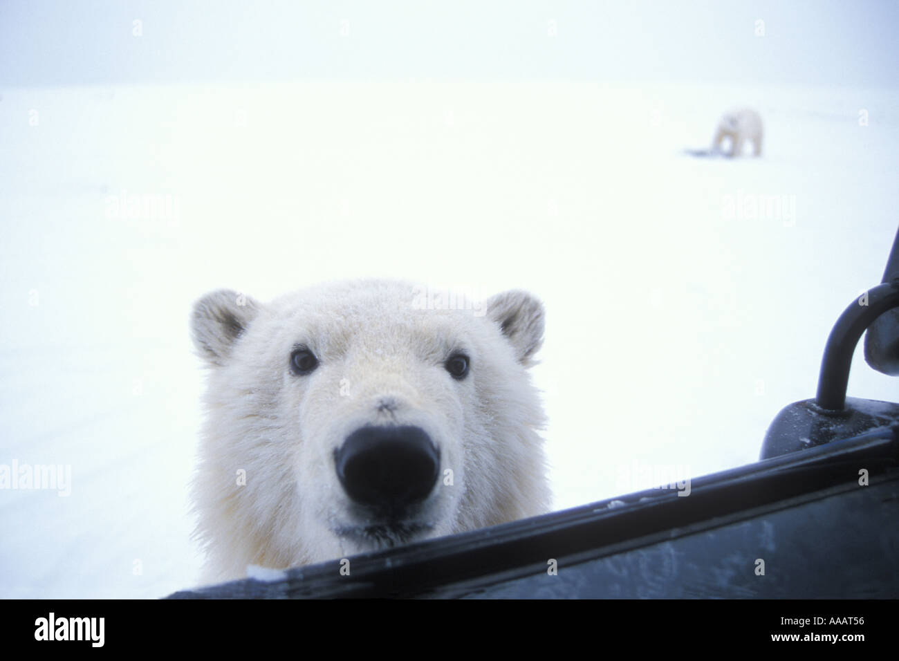 polar bear Ursus maritimus curiously looking through truck window 1002 ...