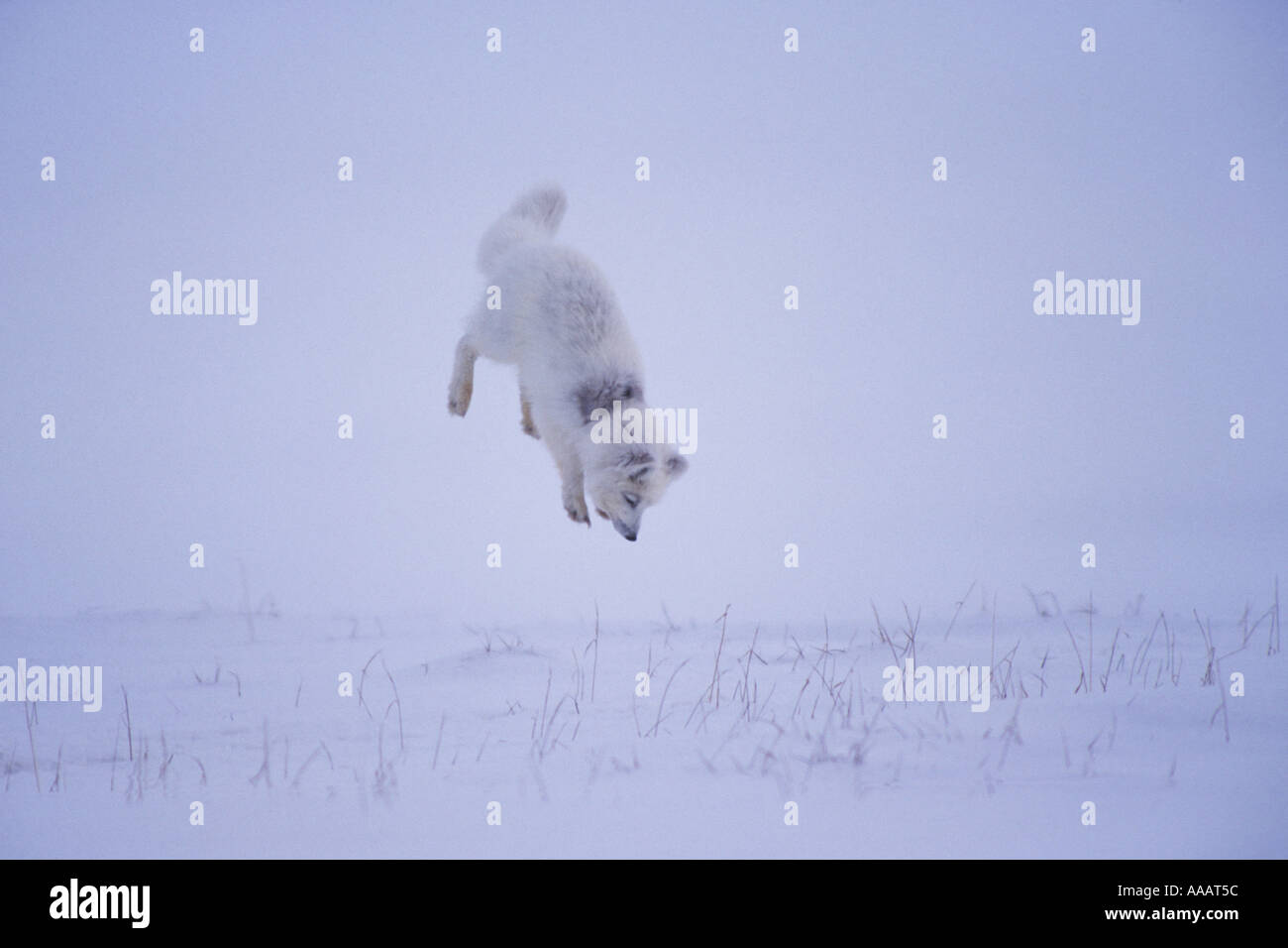Arctic fox jumping hi-res stock photography and images - Alamy