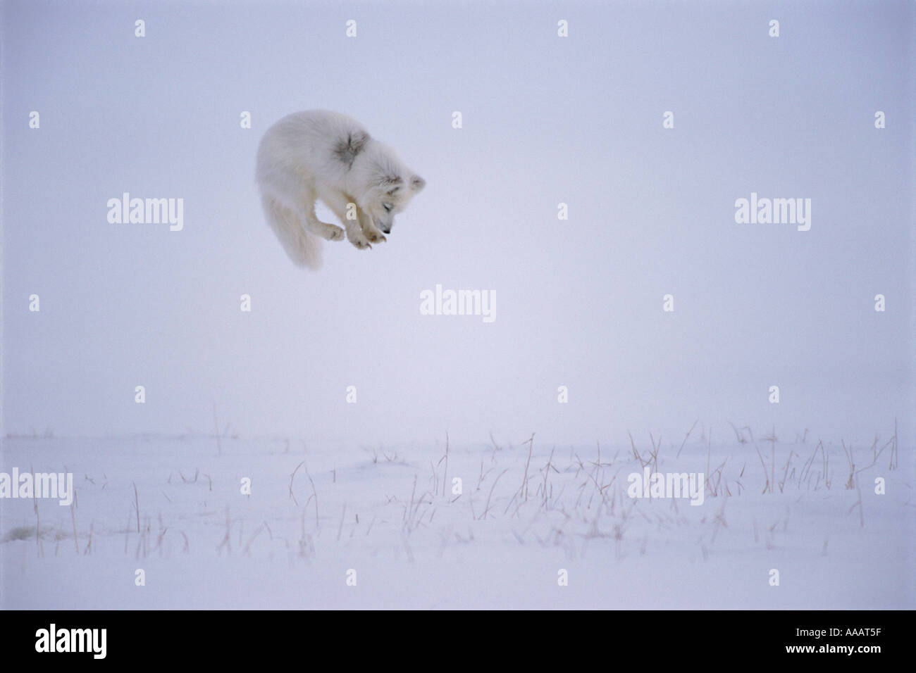 Arctic fox jumping hi-res stock photography and images - Alamy