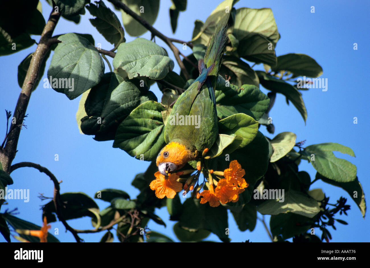 Windward caribbean bonaire hi-res stock photography and images - Alamy