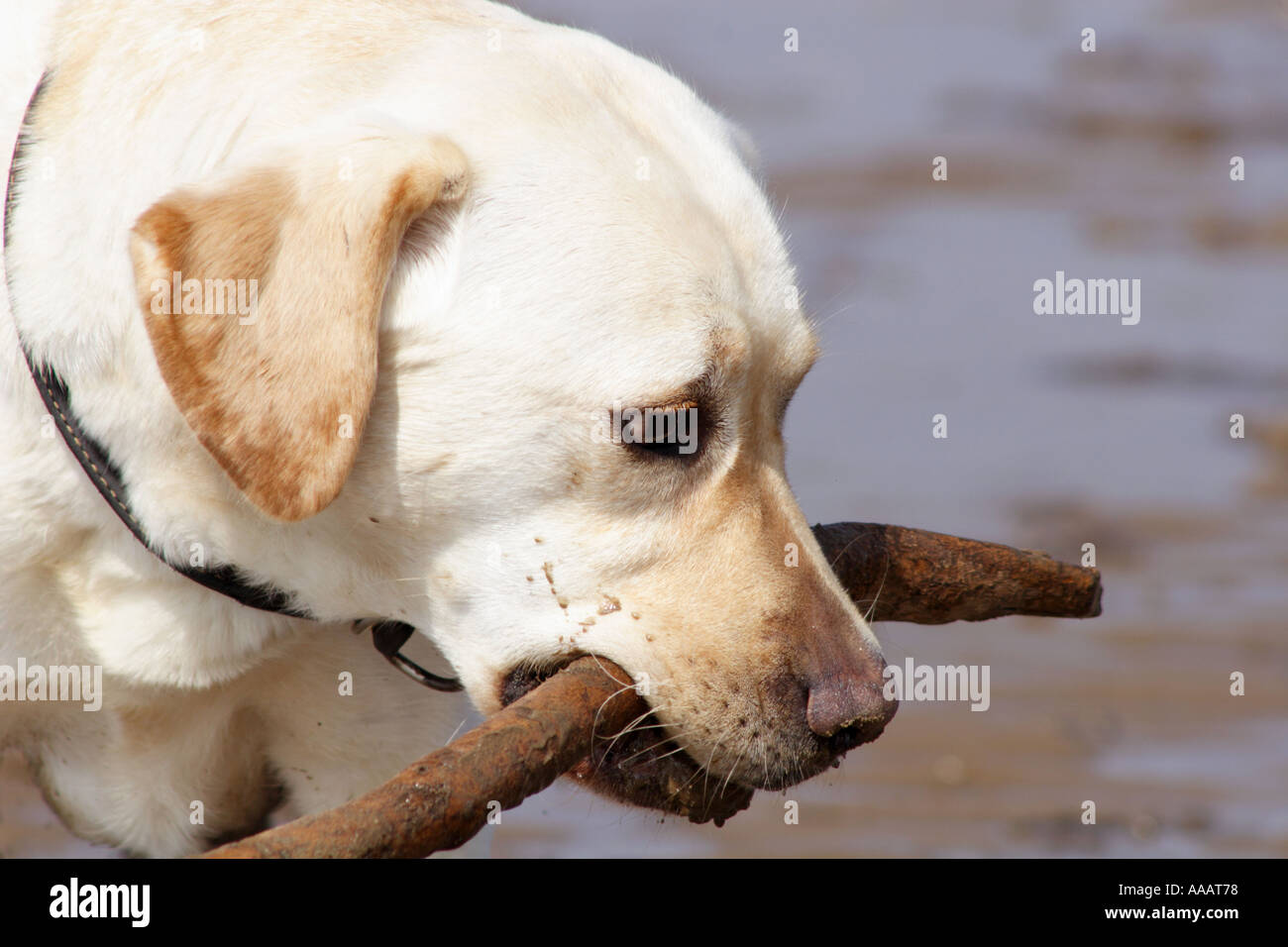 Portrait of a Labrador dog with stick Stock Photo - Alamy