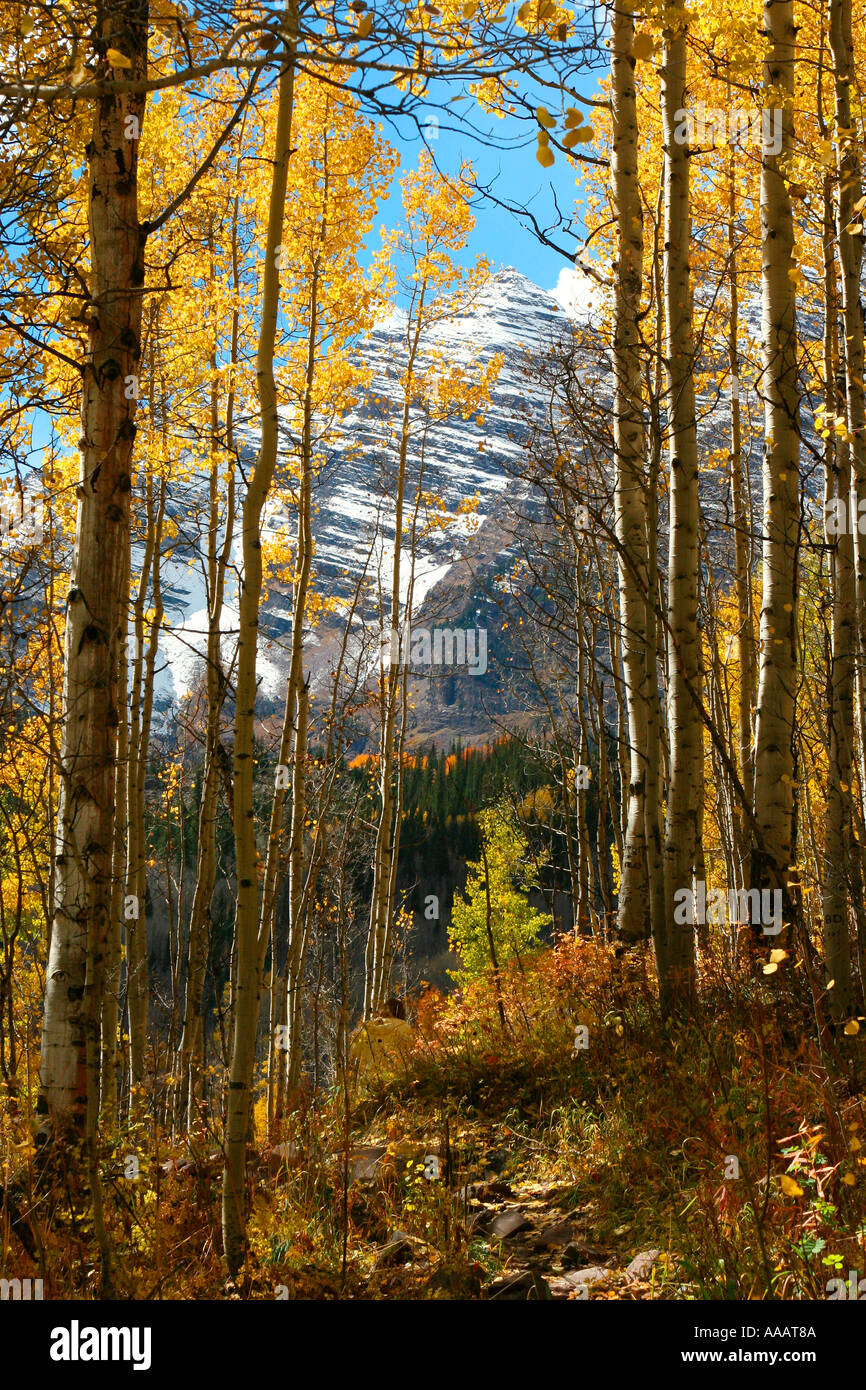 14 000 foot Maroon Bells near Aspen Colorado through a stand of golden ...