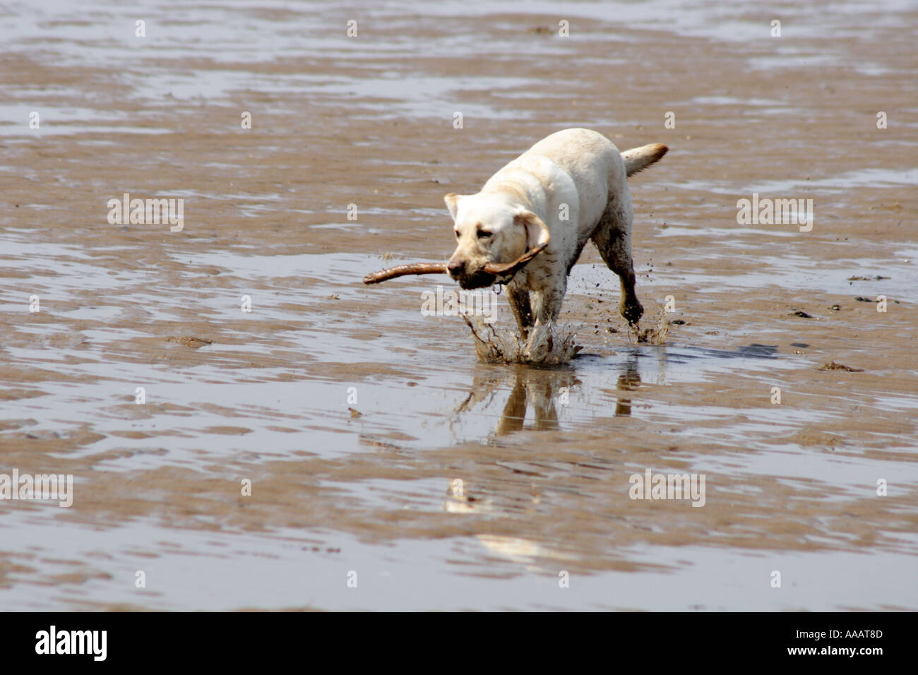 Labrador dog with stick on the beach UK Stock Photo - Alamy