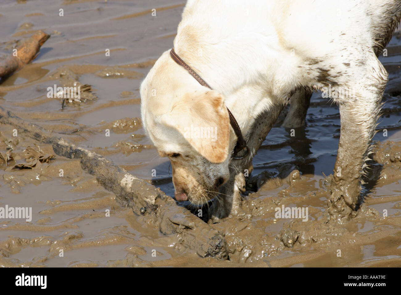 Labrador dog digging in wets sand on beach UK Stock Photo - Alamy