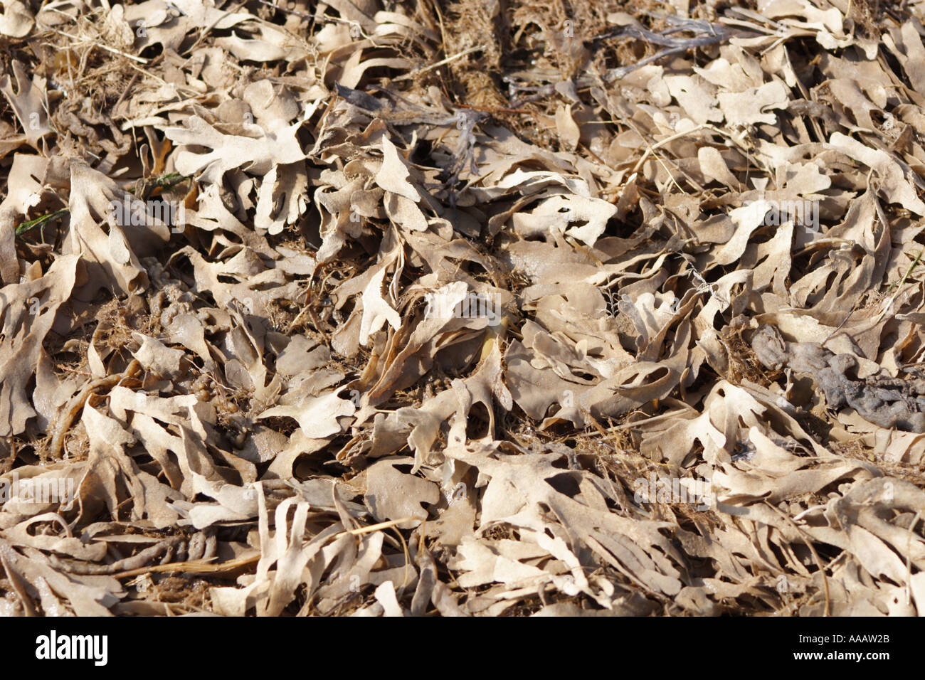 Dulse seaweed washed up on shore, Palmaria palmata, UK Stock Photo - Alamy