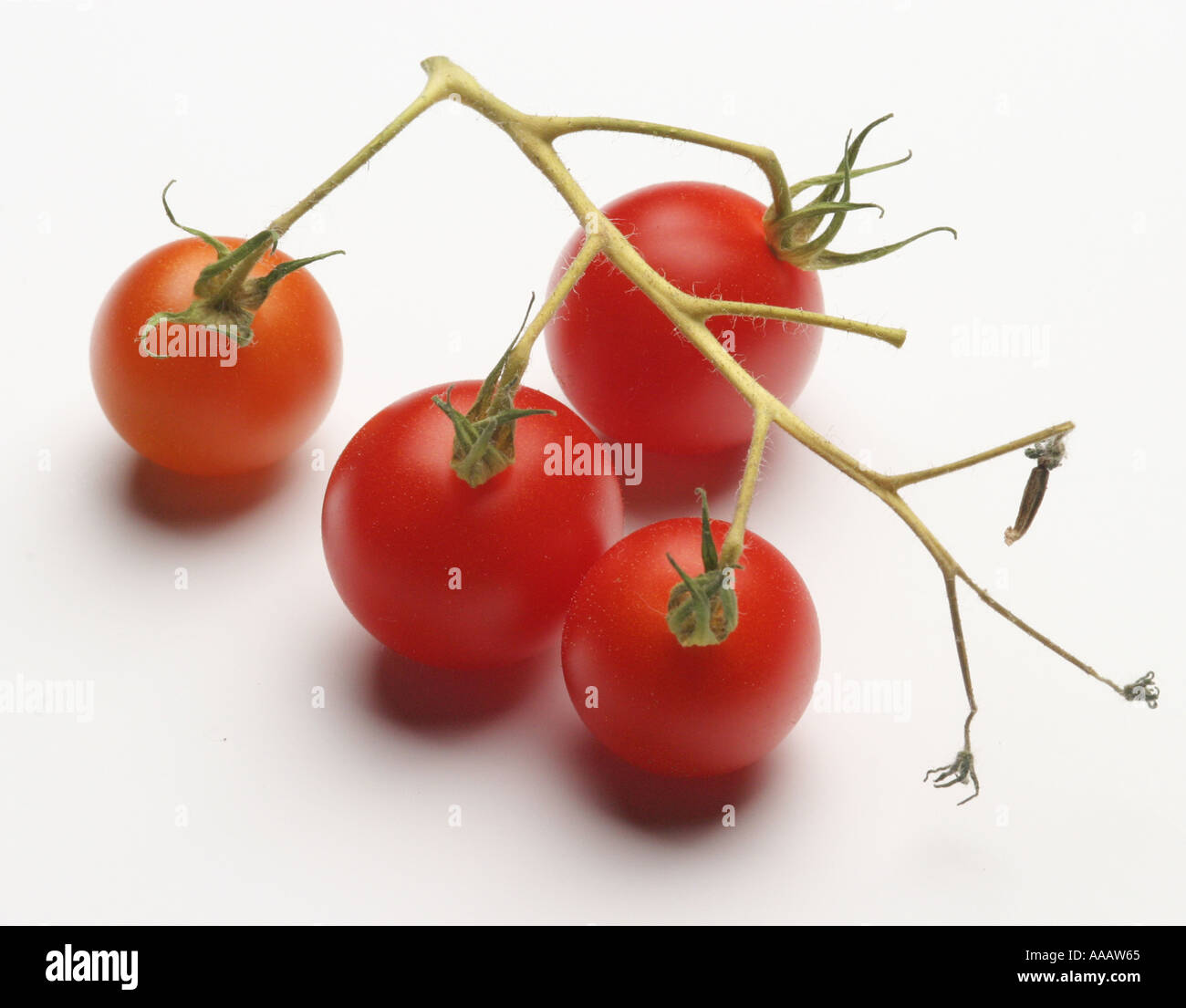 Tomatoes branch cutout hi-res stock photography and images - Alamy
