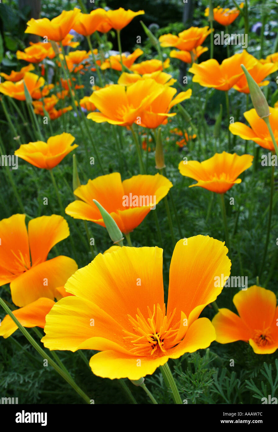 California poppy display hi-res stock photography and images - Alamy