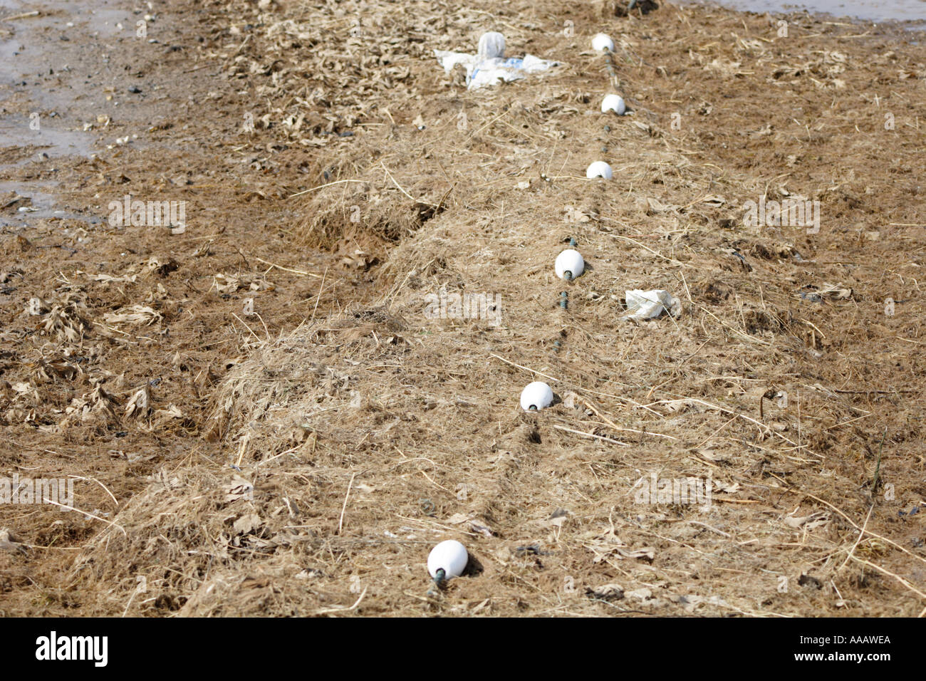 Fishing Line Discard High Resolution Stock Photography and Images - Alamy
