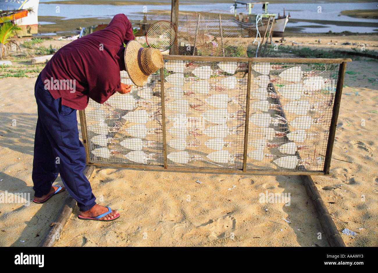 Asian man at work drying fish hi-res stock photography and images - Alamy