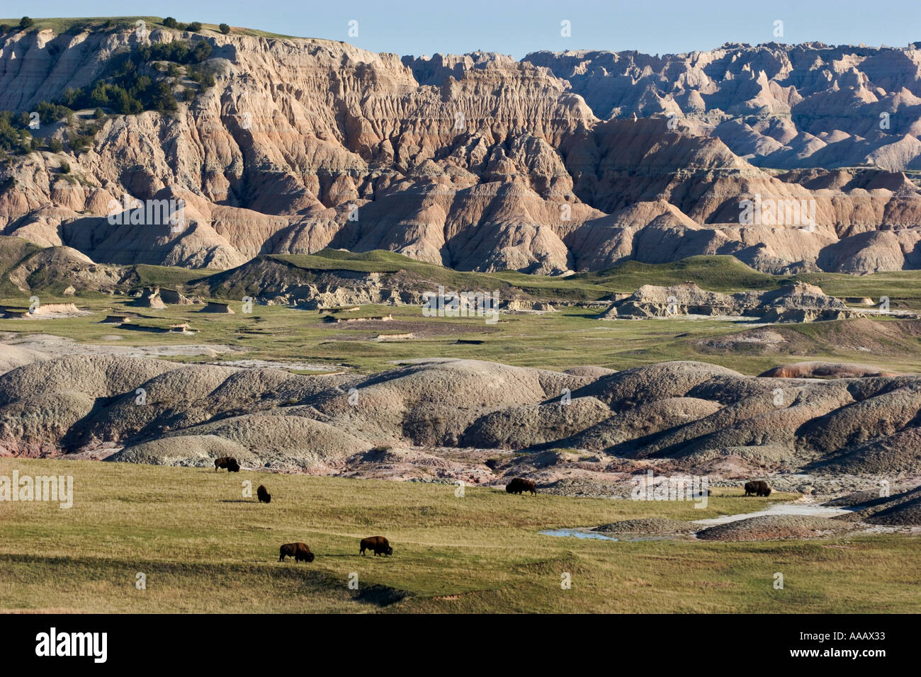 Badlands bison hi-res stock photography and images - Alamy