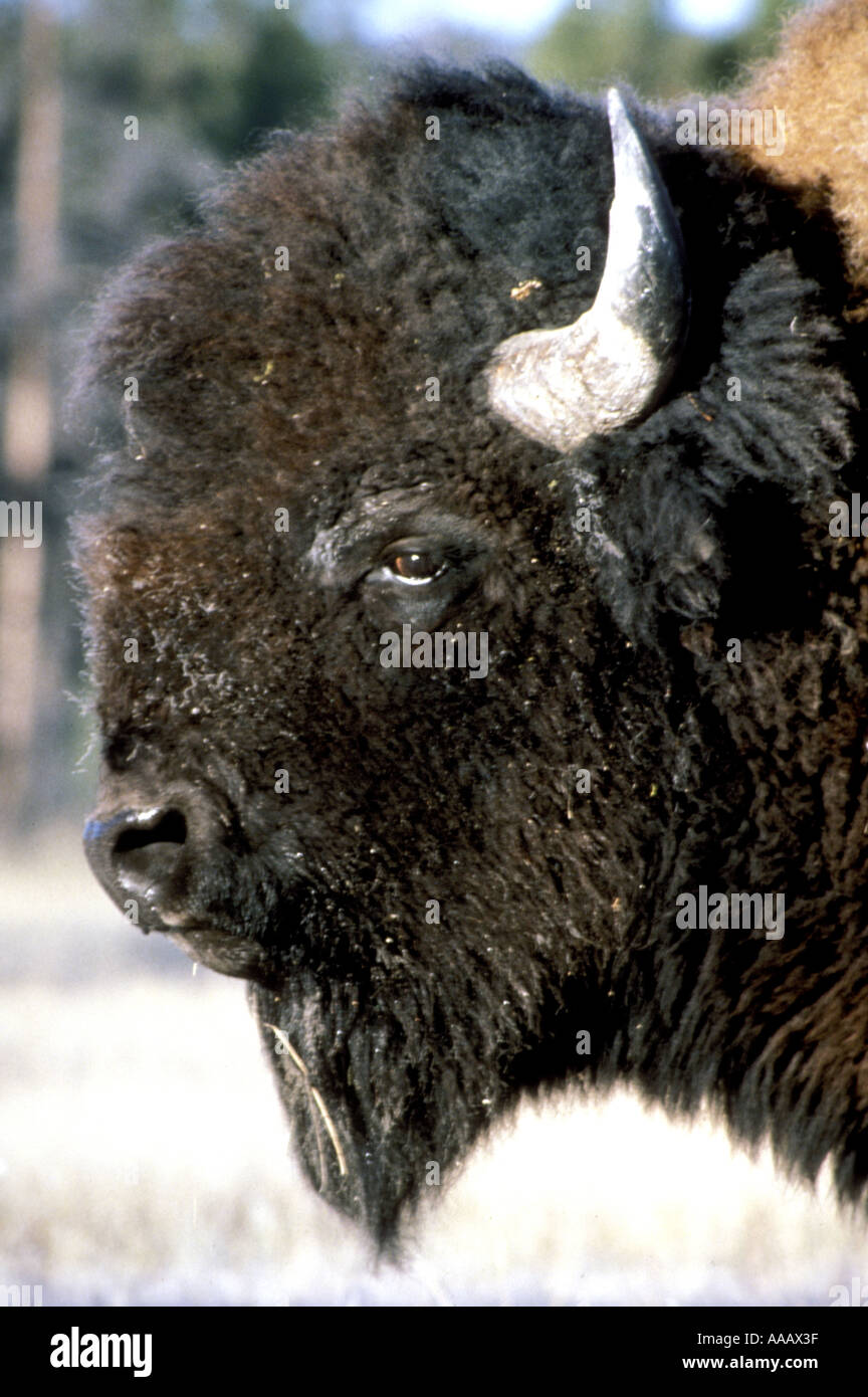 Bison head hi-res stock photography and images - Alamy