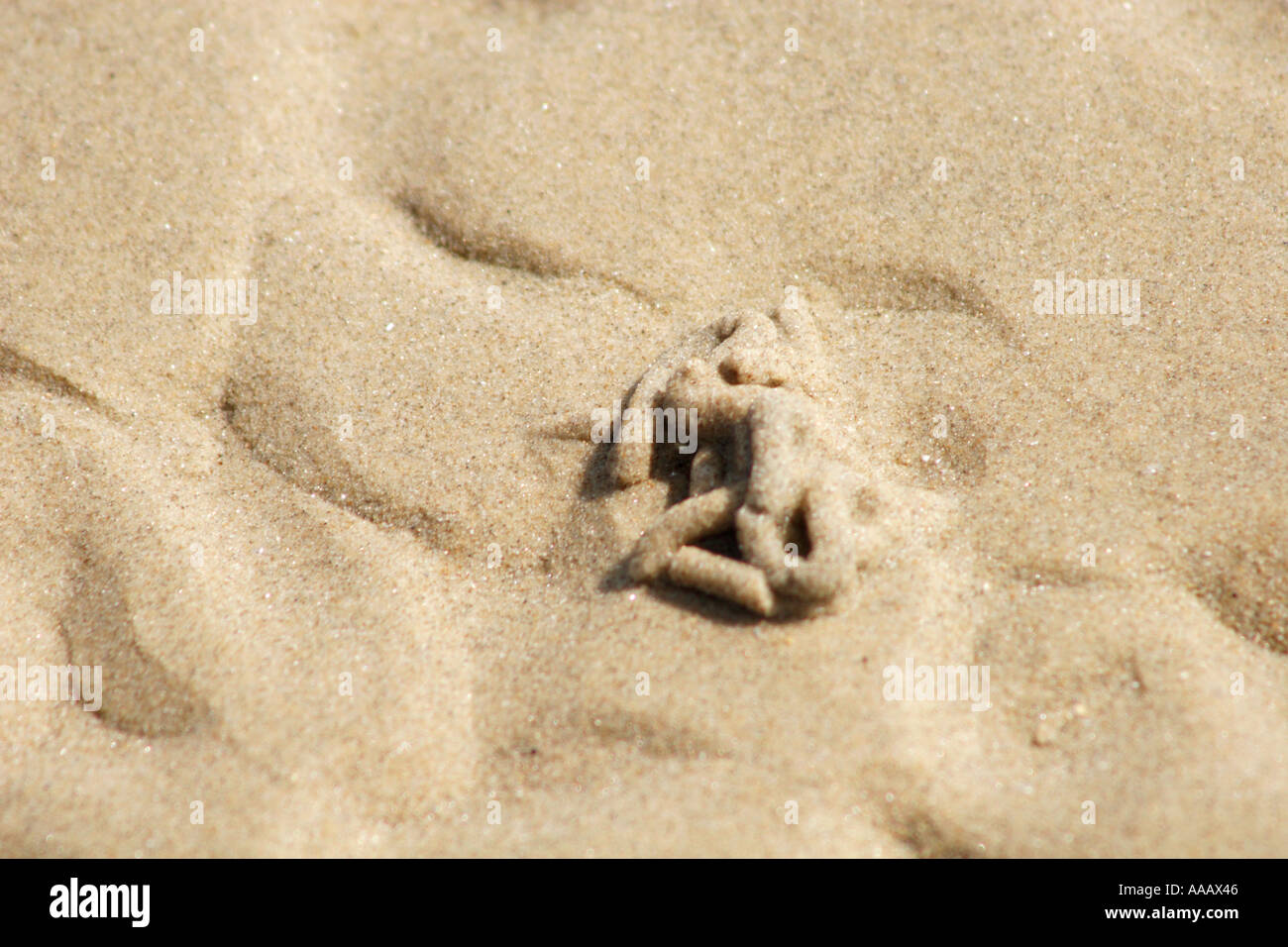Lugworm cast, Arenicola marina, on beach, UK Stock Photo - Alamy