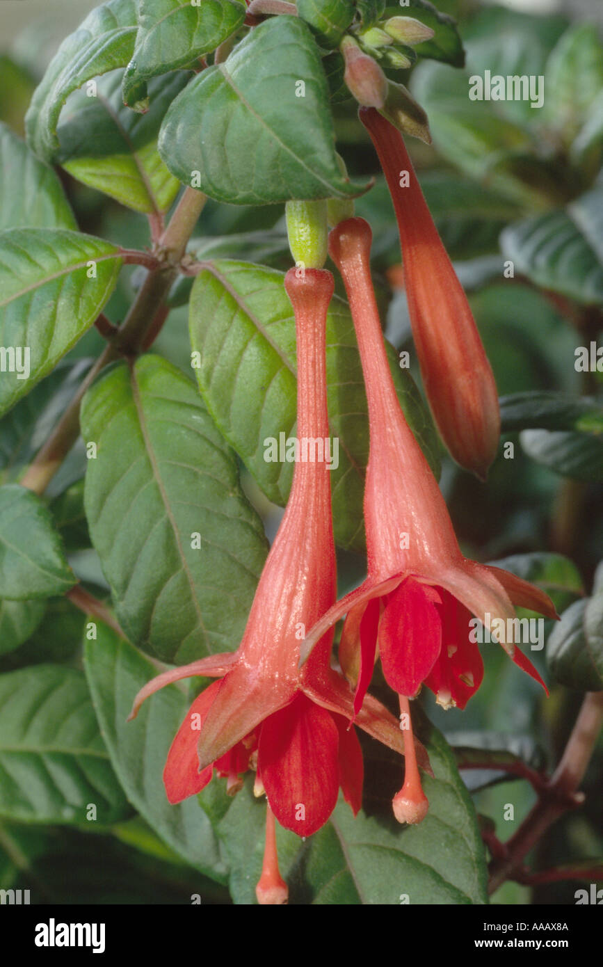 Two species of fuchsia hi-res stock photography and images - Alamy