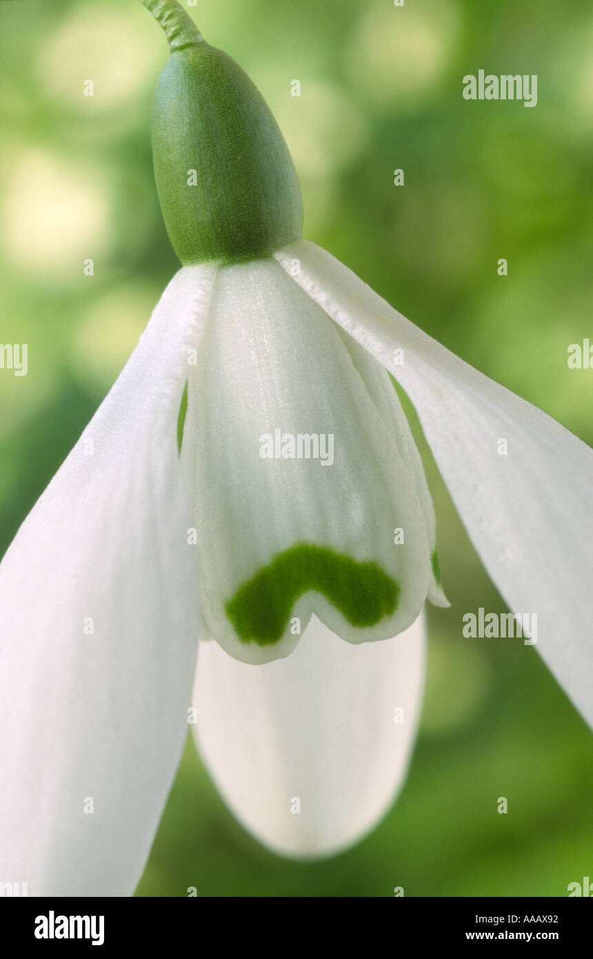 Snowdrops galanthus arnott gardens hi-res stock photography and images ...