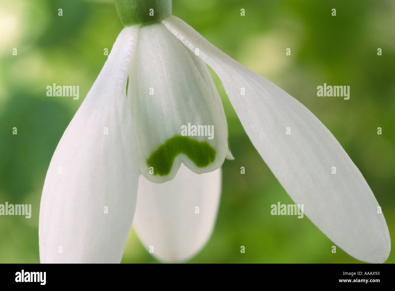 Galanthus 'S. Arnott'. AGM Snowdrop Stock Photo - Alamy