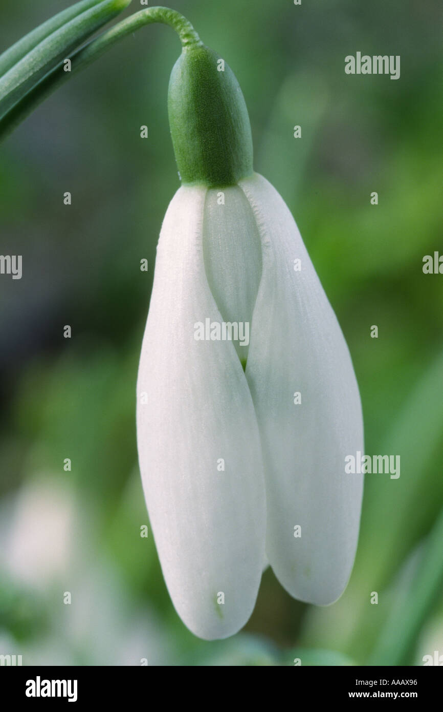 Snowdrops galanthus arnott hi-res stock photography and images - Alamy