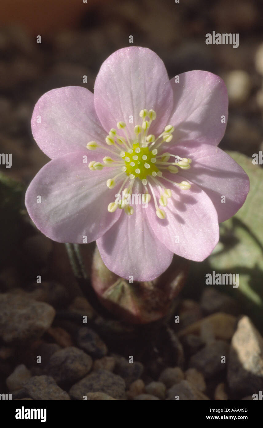 Hepaticas pink hi-res stock photography and images - Alamy