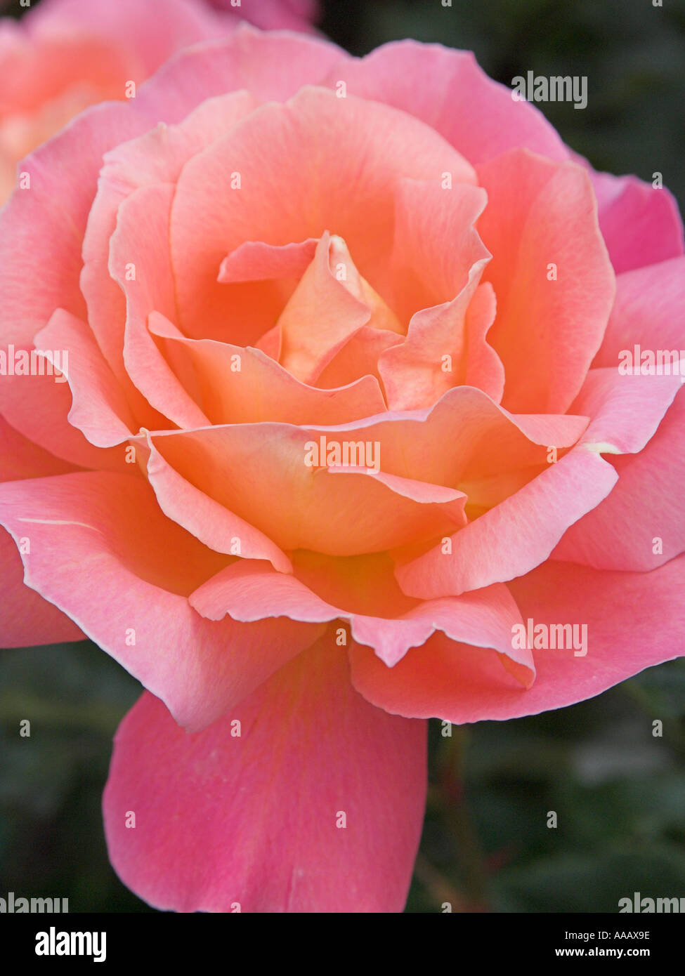 Gardening Rosa Alpine Sunset Rose Stock Photo - Alamy