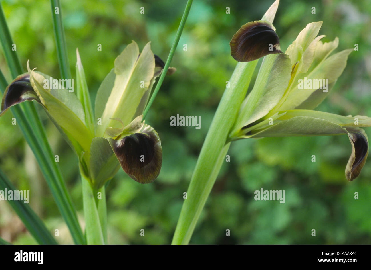 Hermodactylus tuberosus. Widow iris, syn. Iris tuberosa Stock Photo - Alamy